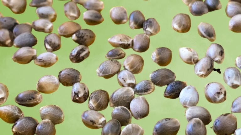 Autoflower vs Feminized Seeds: Which is Best? - Highburg