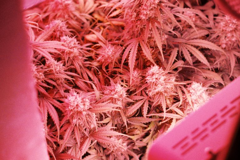 Weed Snapchat — Best Accounts to Follow! - Highburg