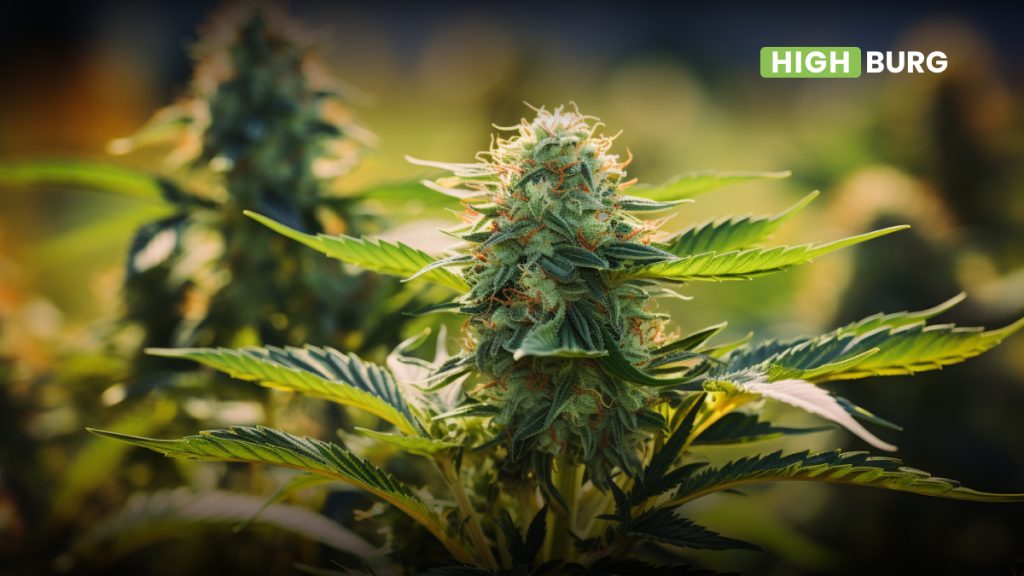 Why Are My Cannabis Leaves Turning Yellow? - Highburg