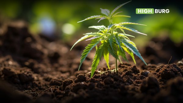 pH For Cannabis In Soil — Keep Your Weed Plant Healthy - Highburg