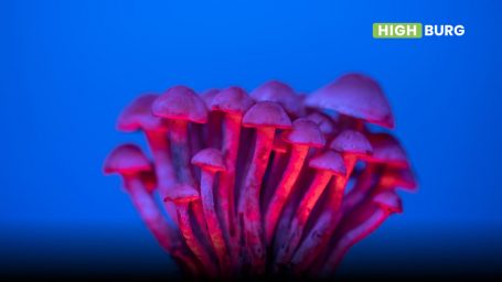Why Tryptamines Matter in Magic Mushrooms? - Highburg
